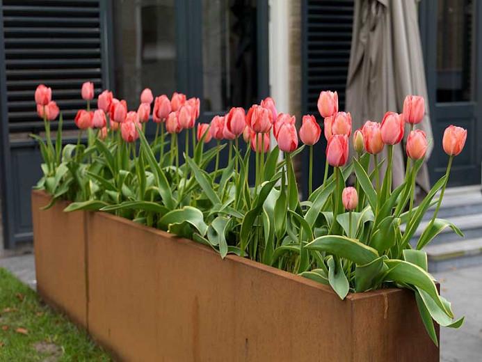 Tulipa 'Design Impression' (Darwin Hybrid Tulip)