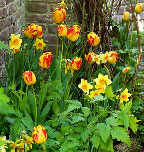 Tulipa 'La Courtine' (Single Late Tulip)