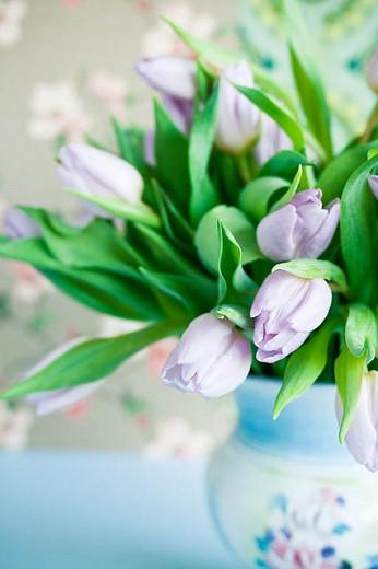 Tulipa 'Candy Prince' (Single Early Tulip)