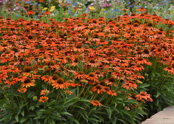 Echinacea x hybrida Artisan™ Soft Orange (Coneflower)