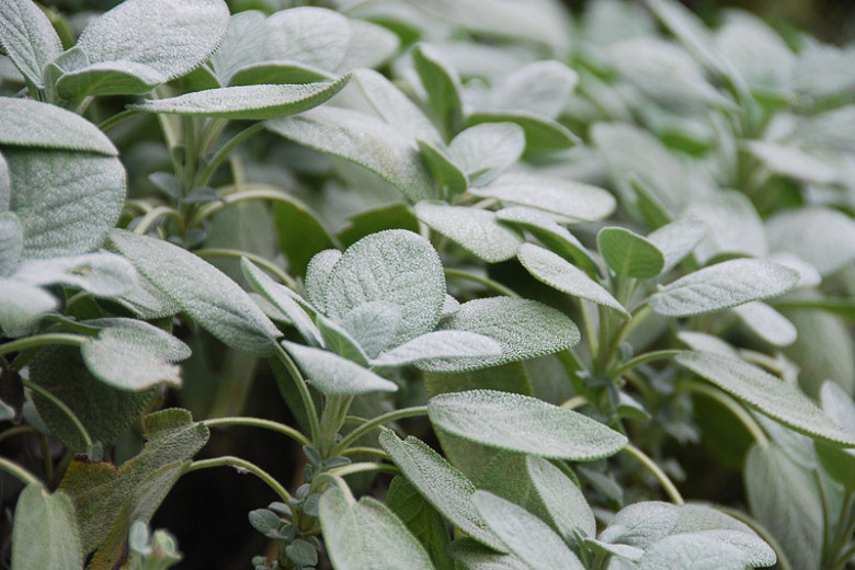 Salvia officinalis 'Berggarten' (Berggarten Sage)