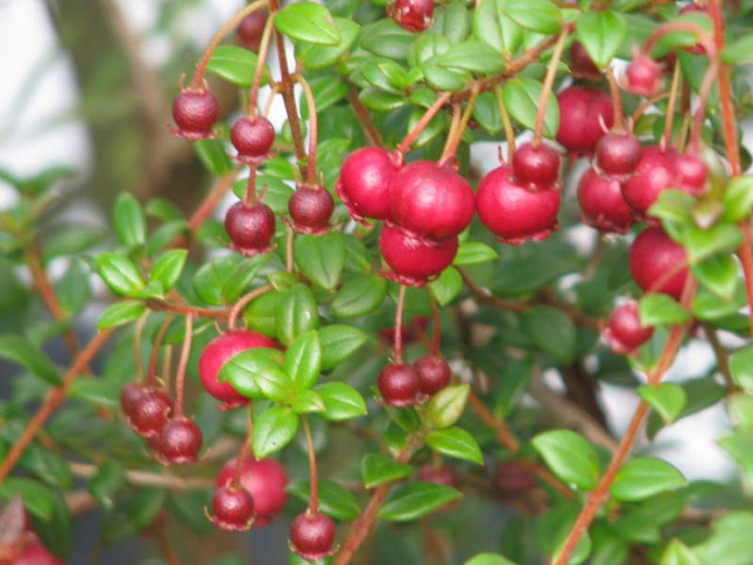 Ugni molinae (Chilean Guava)
