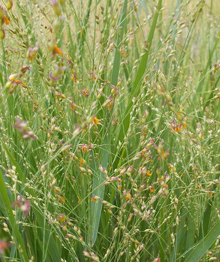 Panicum virgatum (Switch Grass)