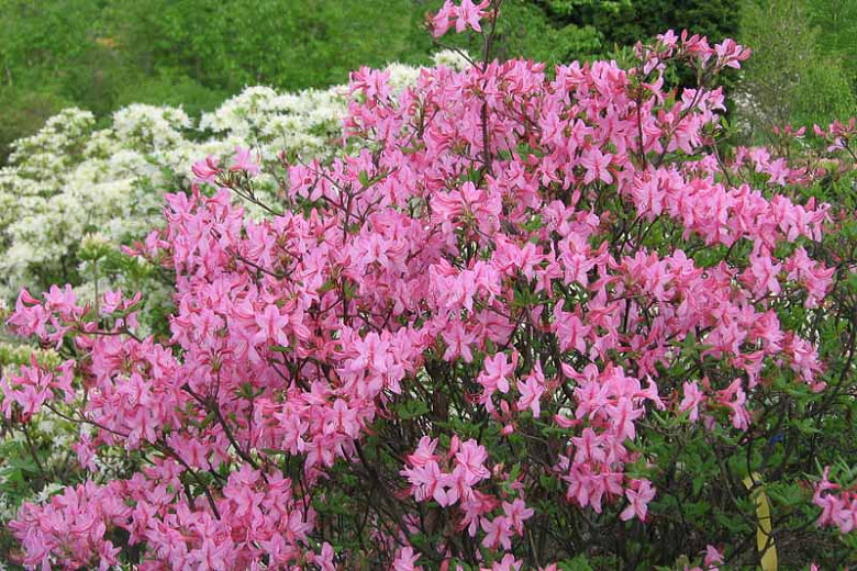 Rhododendron prinophyllum (Roseshell Azalea)