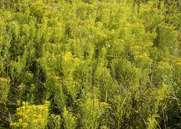 Euthamia Graminifolia