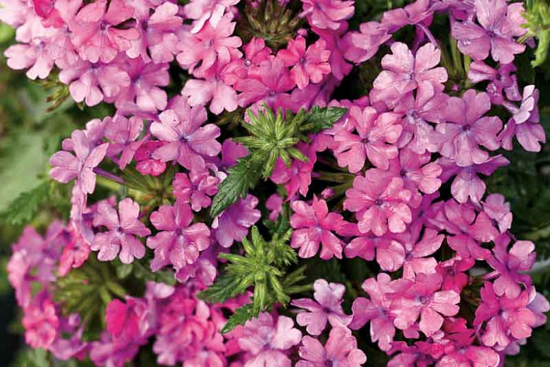 Verbena 'Superbena Pink Shades'