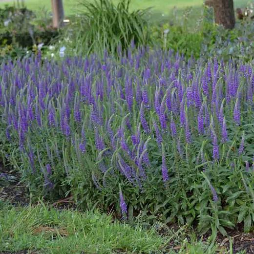 Veronica 'Hocus Pocus' (Spike Speedwell)
