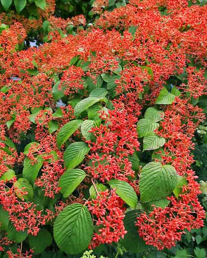 Viburnum plicatum f. tomentosum 'Shasta' (Doublefile Viburnum)