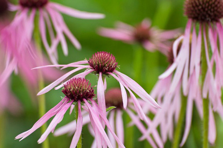 Pale Purple Coneflower