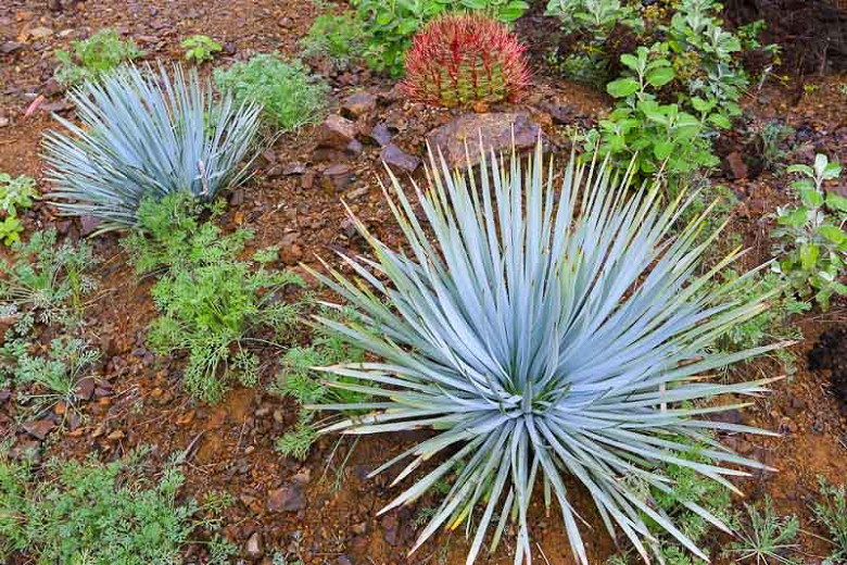Yucca whipplei (Our Lord's Candle)