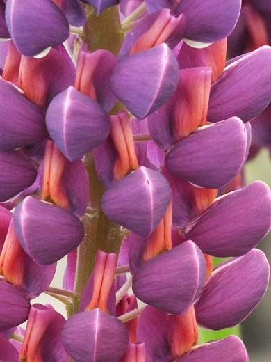 Lupinus 'Masterpiece' (Lupine)