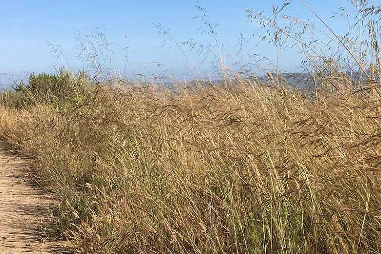 Purple Needle Grass Roots