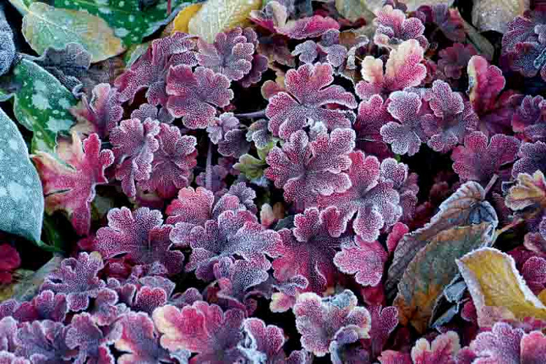x Heucherella 'Buttered Rum' (Foamy Bells)