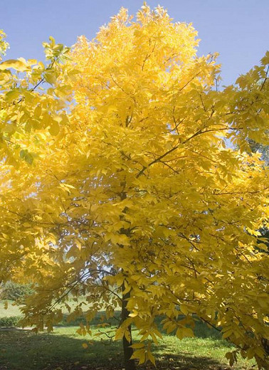 Carya glabra (Pignut Hickory)