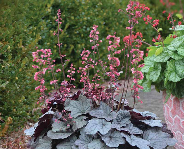 Heuchera 'Silver Gumdrop' (Coral Bells)