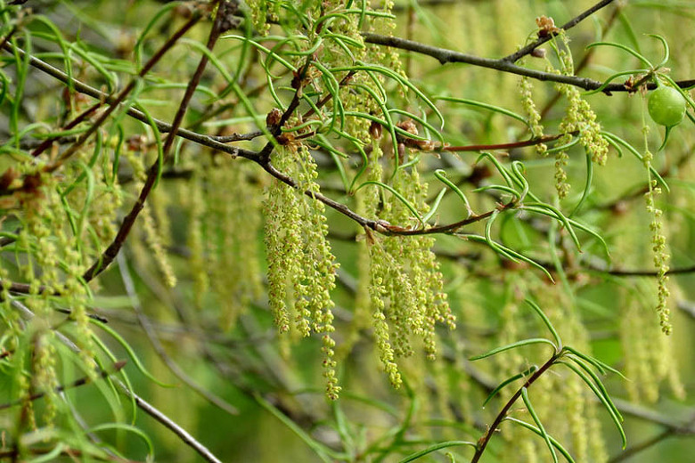 Quercus Phellos Tree