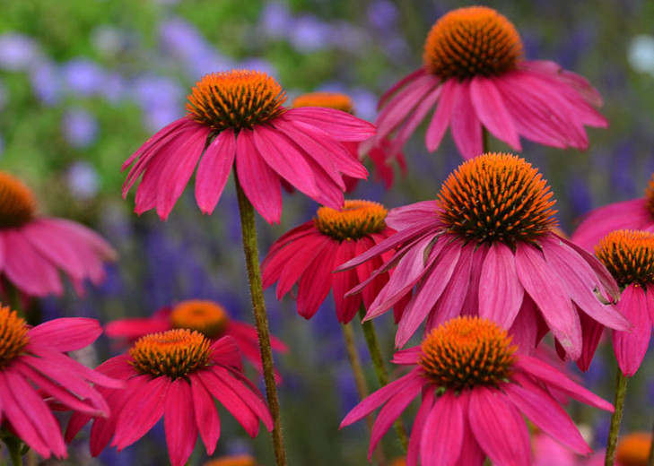 Echinacea purpurea PowWow Wild Berry (Coneflower)