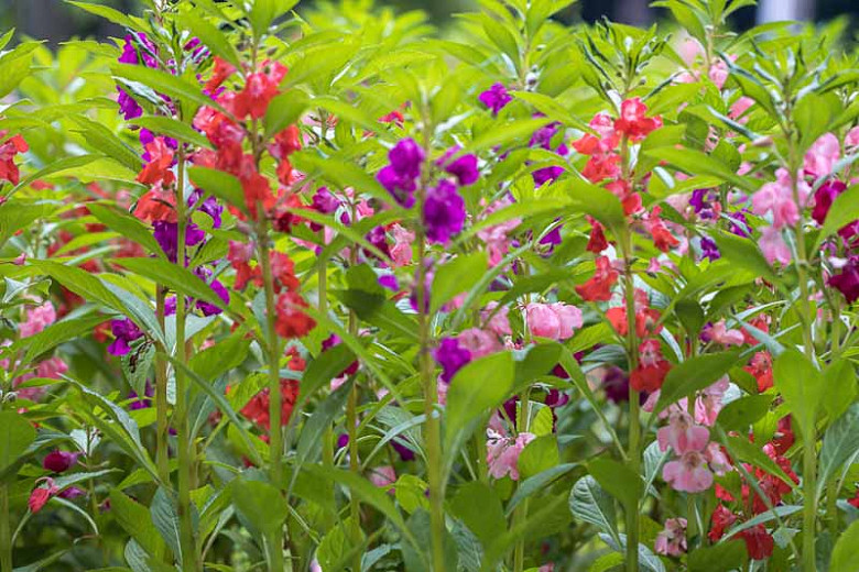 Impatiens Balsamina Flowering Season Buy | www.oceanproperty.co.th