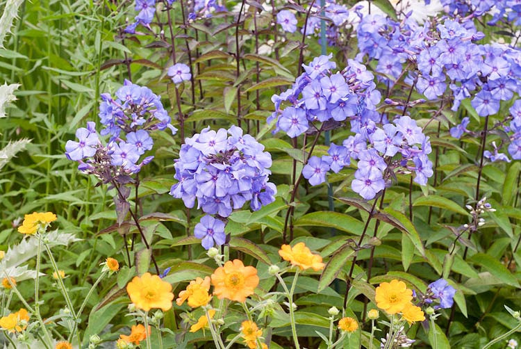Phlox paniculata 'Blue Paradise' (Garden Phlox)