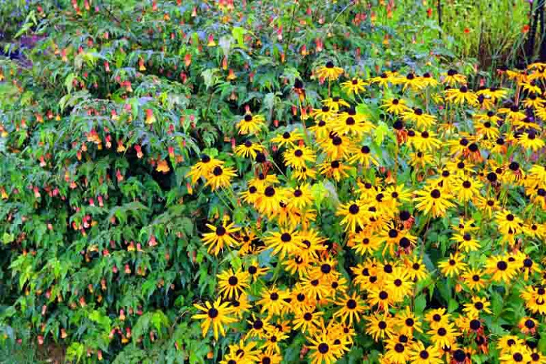 Abutilon megapotamicum (Trailing Abutilon)