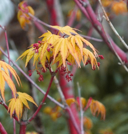 Acer palmatum 'Aka Kawa Hime' (Coral Bark Maple)