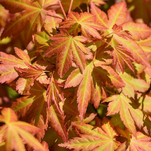Acer palmatum 'Orange Dream' (Japanese Maple)