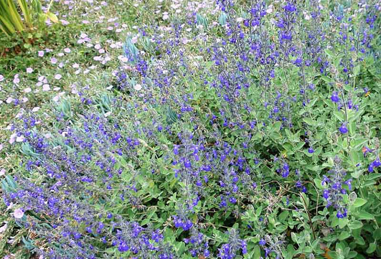 Salvia chamaedryoides (Germander Sage)