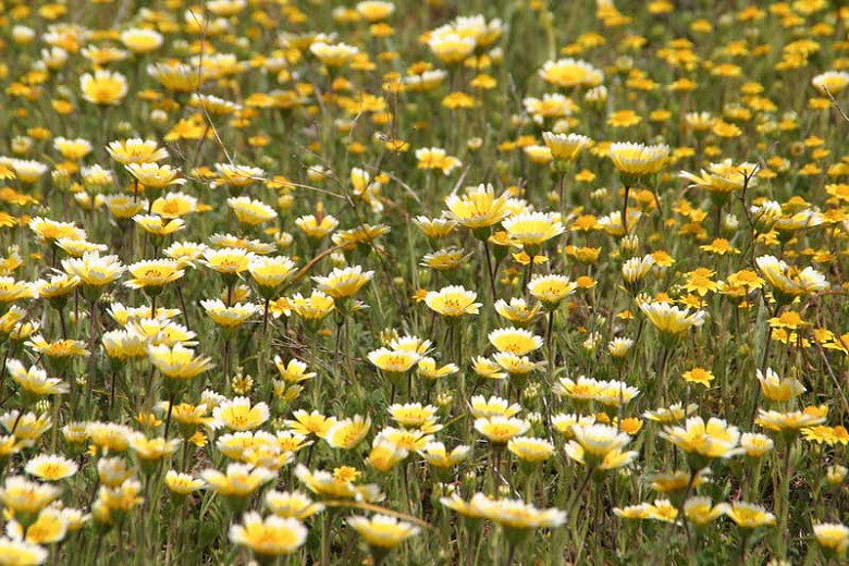 Layia platyglossa (Coastal Tidytips)