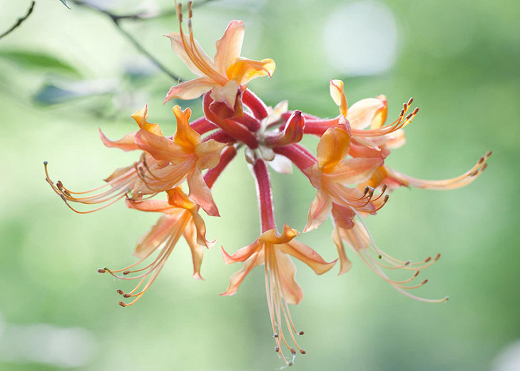 Rhododendron austrinum (Florida Flame Azalea)