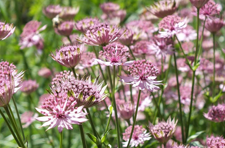 Astrantia Flower Meaning | Best Flower Site