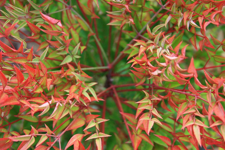 Nandina domestica 'Gulf Stream' (Heavenly Bamboo)