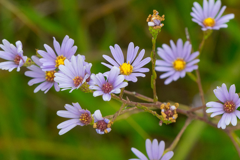 Deep Blue Aster Flower | Best Flower Site