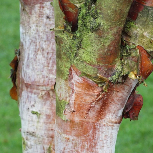 Betula albosinensis var. septentrionalis (Chinese Red Birch)