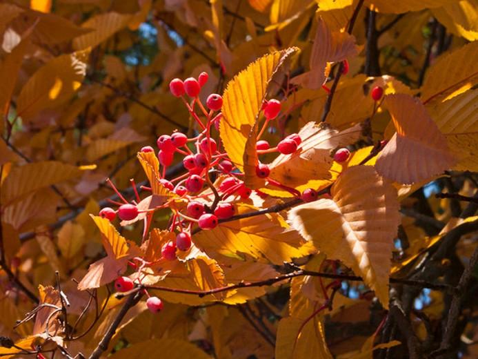 What you should learn about growing a Korean Mountain Ash tree - Dig It ...