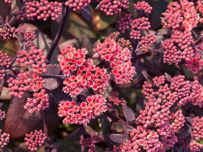 Sedum telephium 'Karfunkelstein' (Stonecrop)