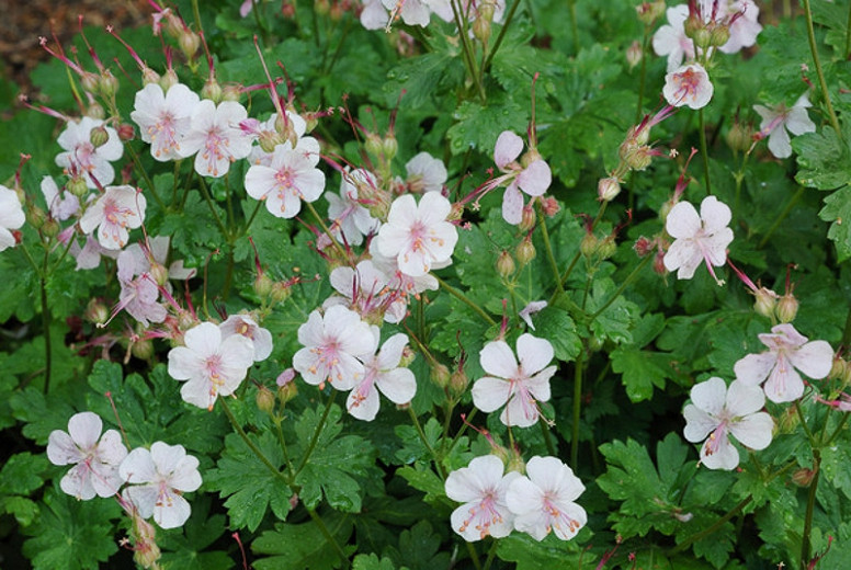 Geranium X Cantabrigiense Biokovo