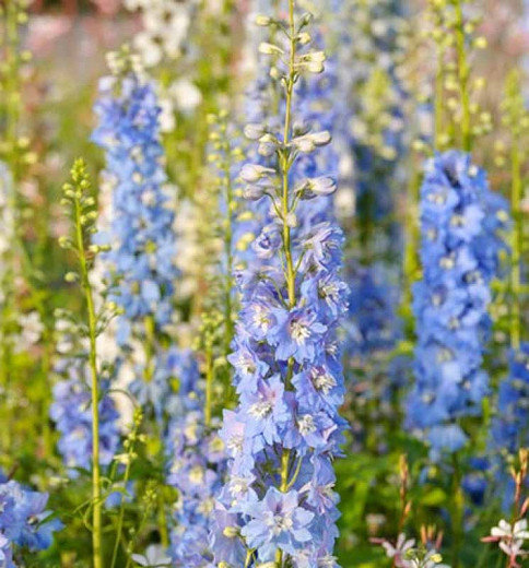 Delphinium 'Magic Fountain Sky Blue' (Candle Larkspur)