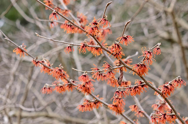 Hamamelis x intermedia 'Diane' (Witch Hazel)