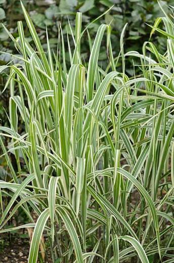 hi guys! I have a super rare variety of variegated grass!! 50 each for ...