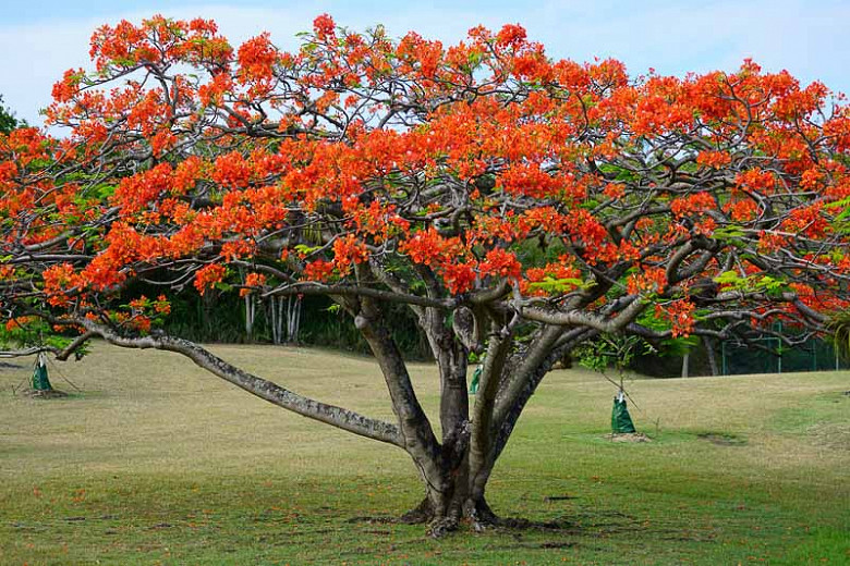 Delonix regia (Flamboyant)