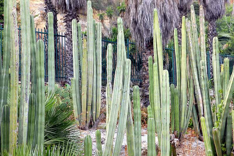 Pachycereus marginatus (Mexican Fence Post Cactus)