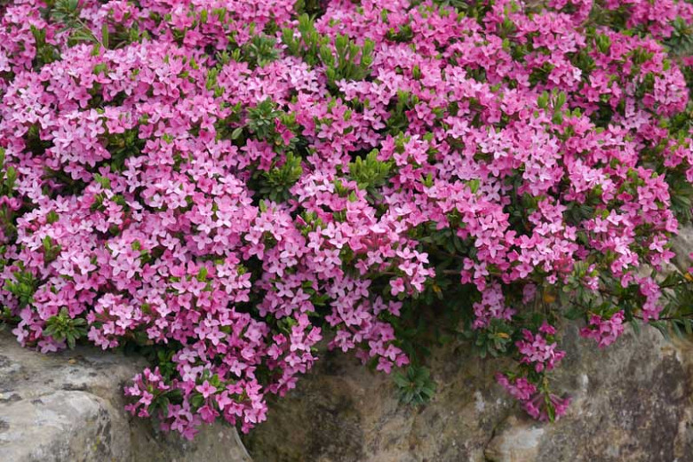 Daphne cneorum (Garland Flower)