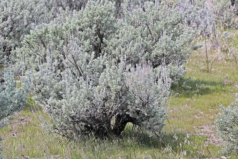 Sagebrush Plant