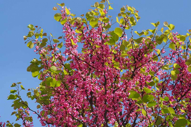 Rising Sun Redbud