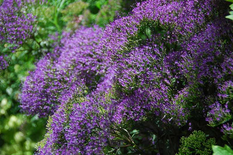 Trachelium caeruleum (Throatwort)