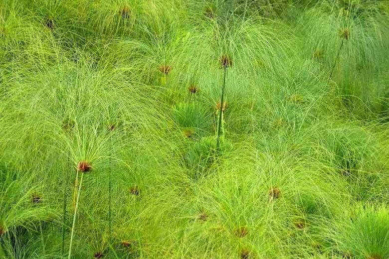 Cyperus papyrus (Papyrus)