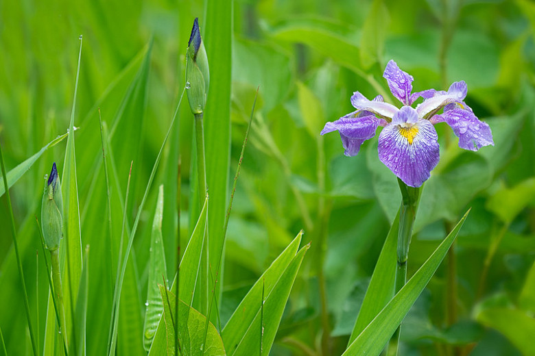 Blue Flag Iris Plant