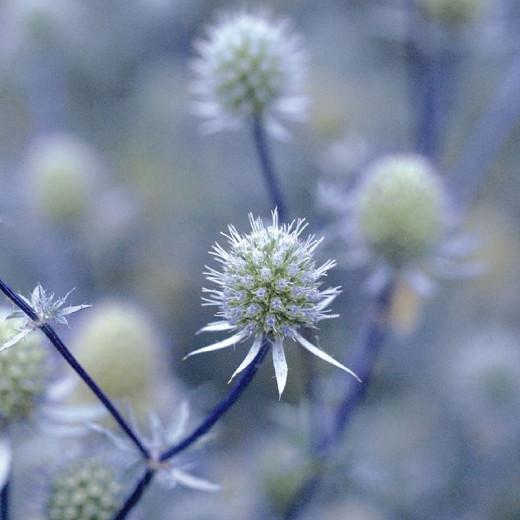 Eryngium planum 'Blue Glitter' (Flat Sea Holly)