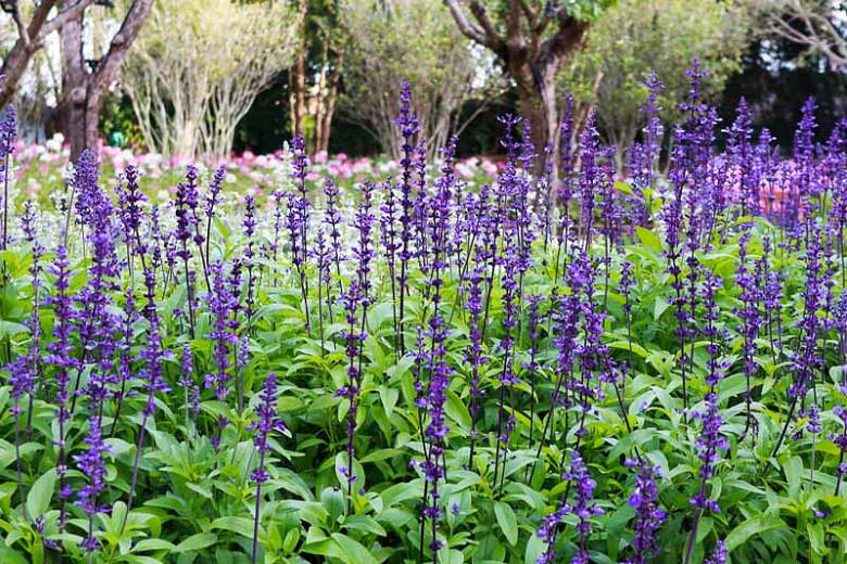 Salvia farinacea (Mealy Cup Sage): A sky blue beauty