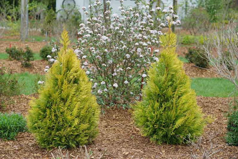 Thuja plicata Fluffy® (Western Arborvitae)